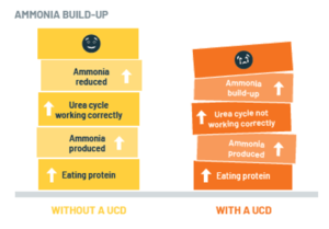 What is a Urea Cycle Disorder? (UCD)